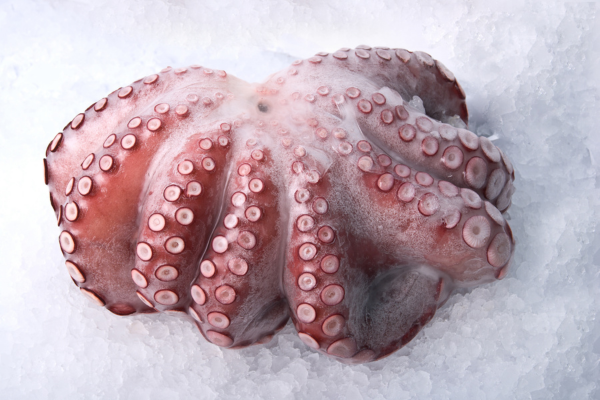 Octopus-Flower Vulgaris 1000-2000g (10kg) - Food Warehouse AU